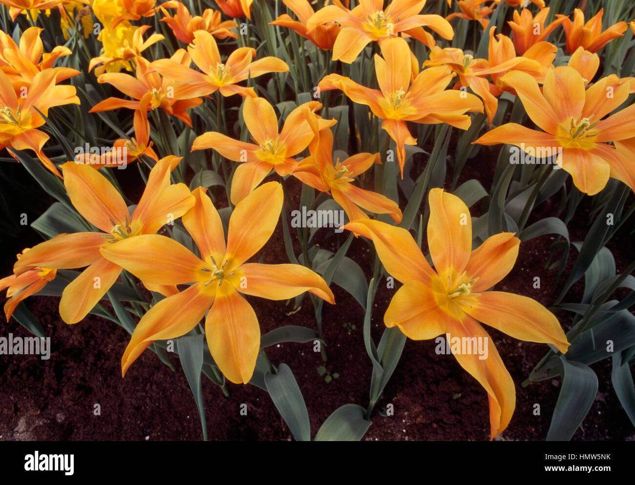 Tulipa fokker fan fan hi-res stock photography and images - Alamy