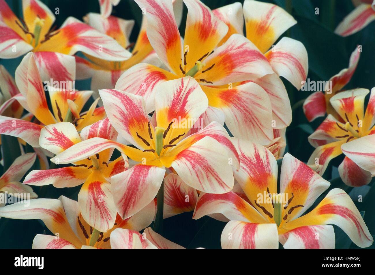 Tulipano (Tulipa greigii Quebec), Liliaceae Stock Photo - Alamy