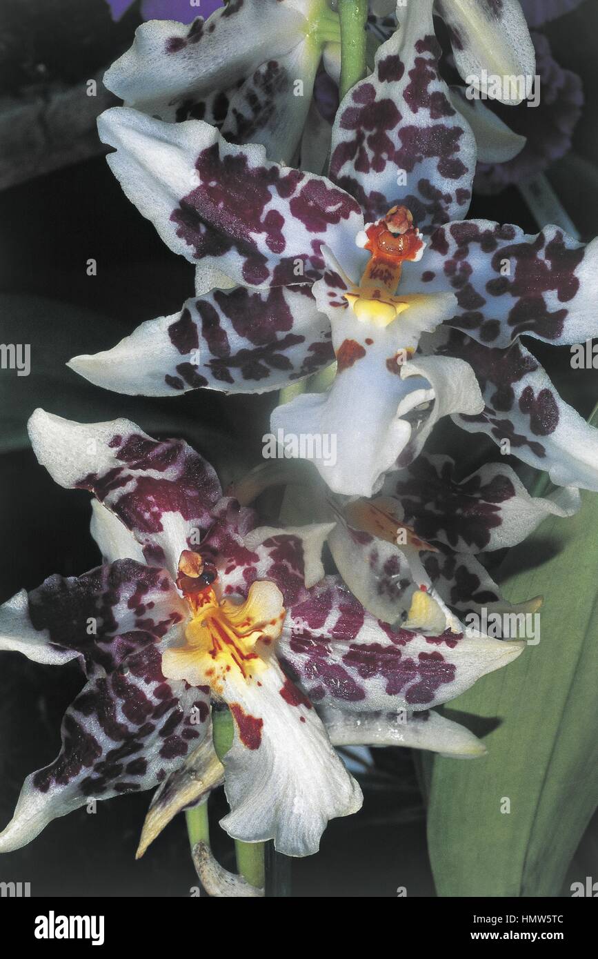 Wilsonara orchid hi-res stock photography and images - Alamy