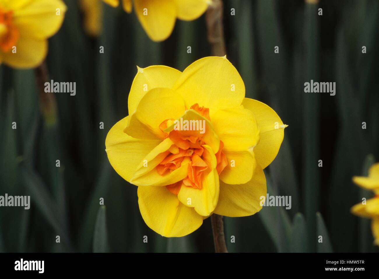 Narcissus or daffodil (Narcissus Tamar Fire), Amaryllidaceae Stock ...