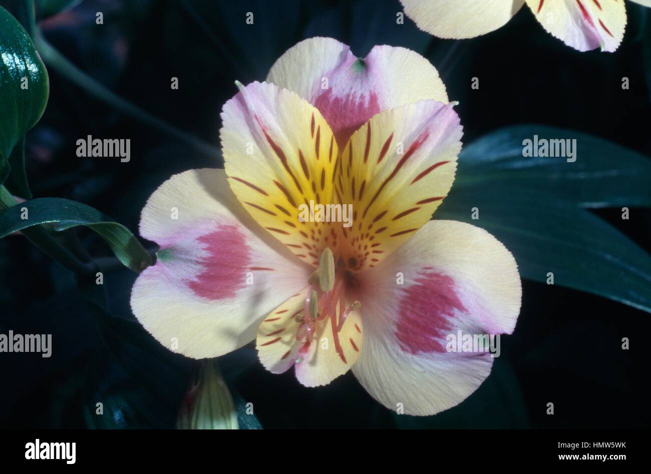Alstroemeria Natasja, Alstroemeriaceae Stock Photo - Alamy