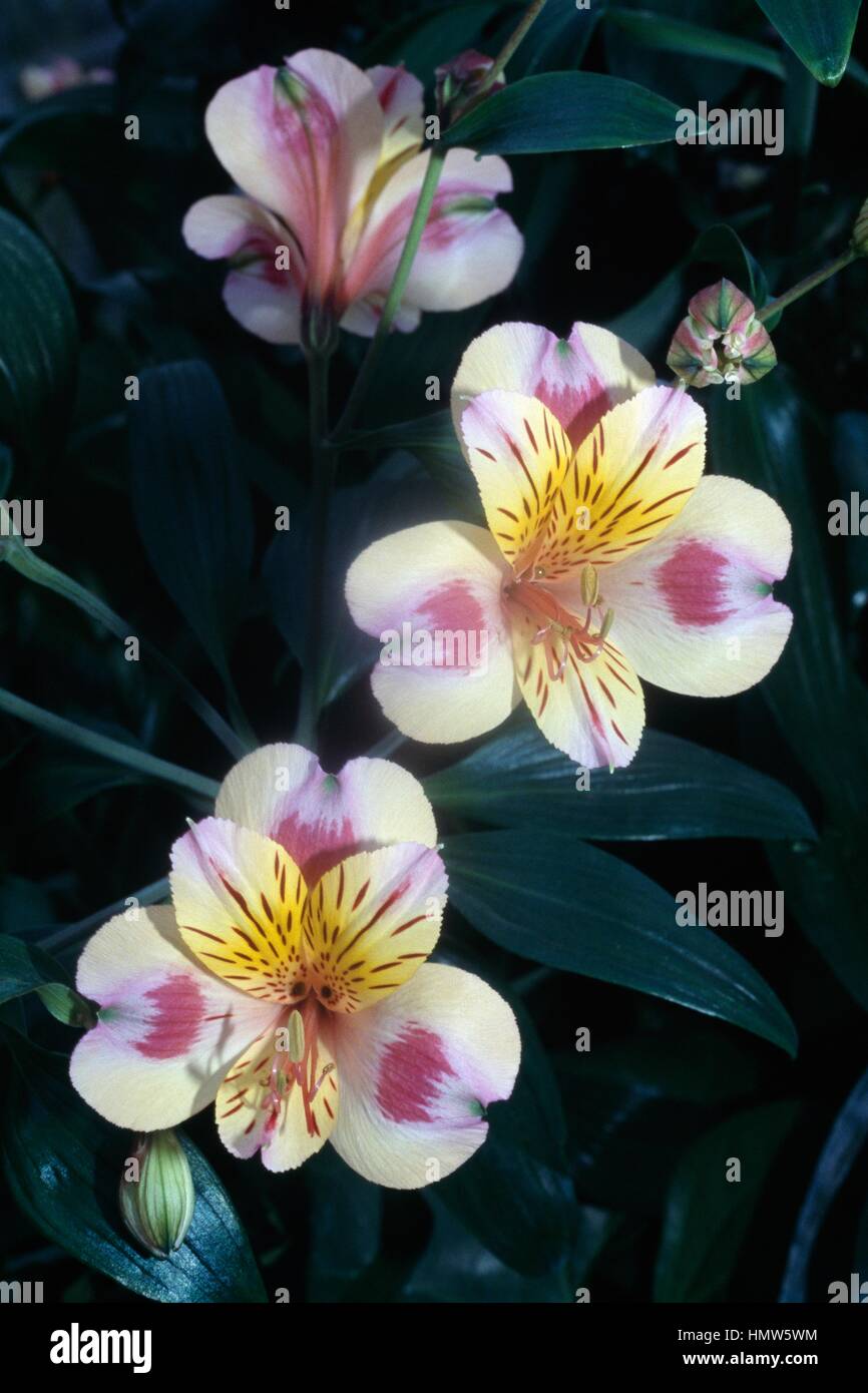 Alstroemeria Natasja, Alstroemeriaceae Stock Photo - Alamy