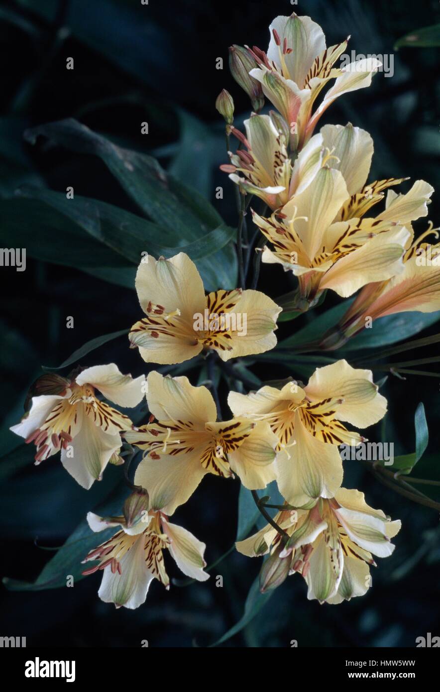Alstroemeria little star hi-res stock photography and images - Alamy
