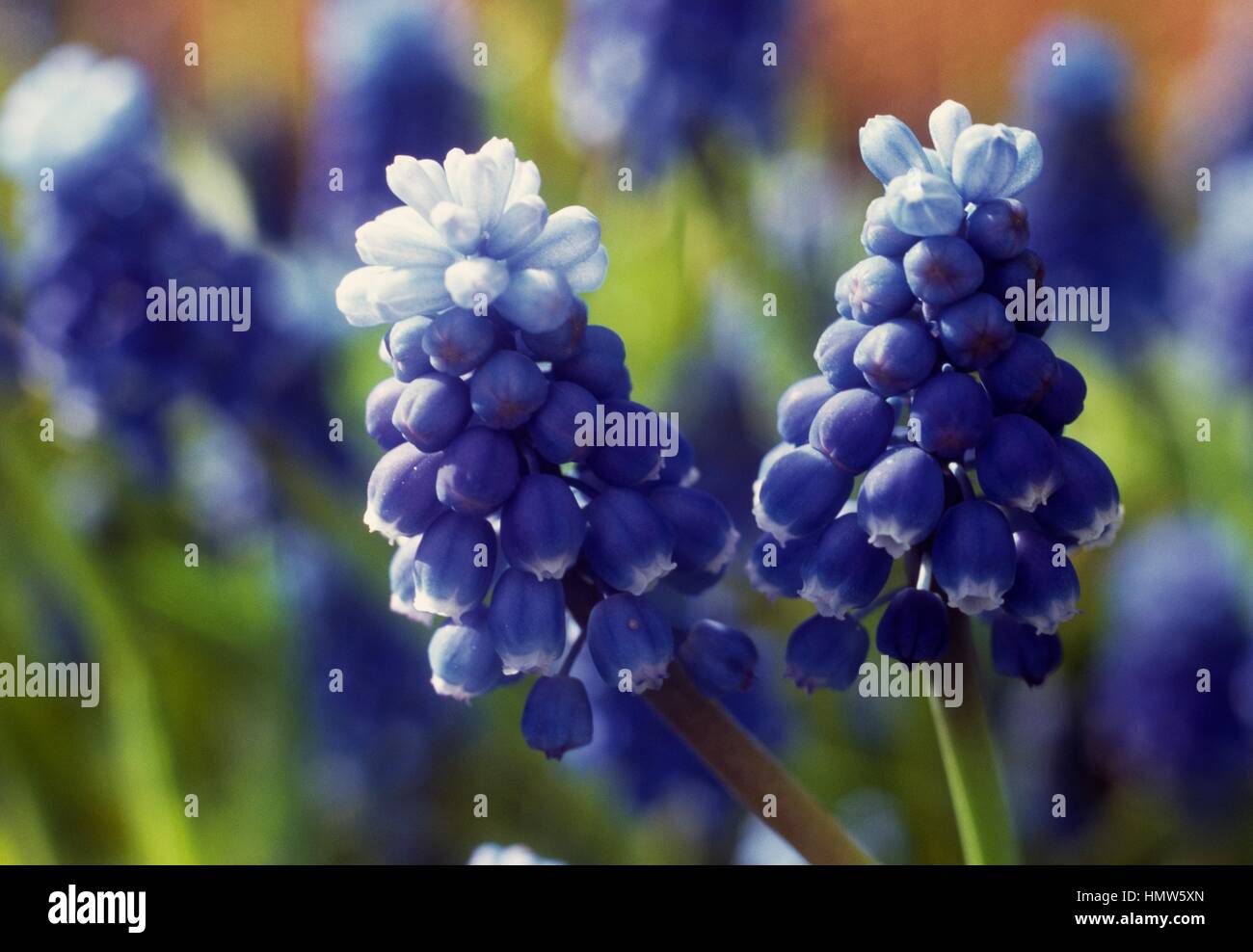 Muscari sp, Liliaceae Stock Photo - Alamy