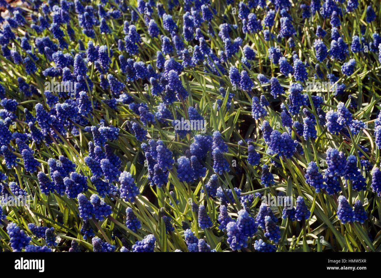Muscari sp, Liliaceae Stock Photo - Alamy