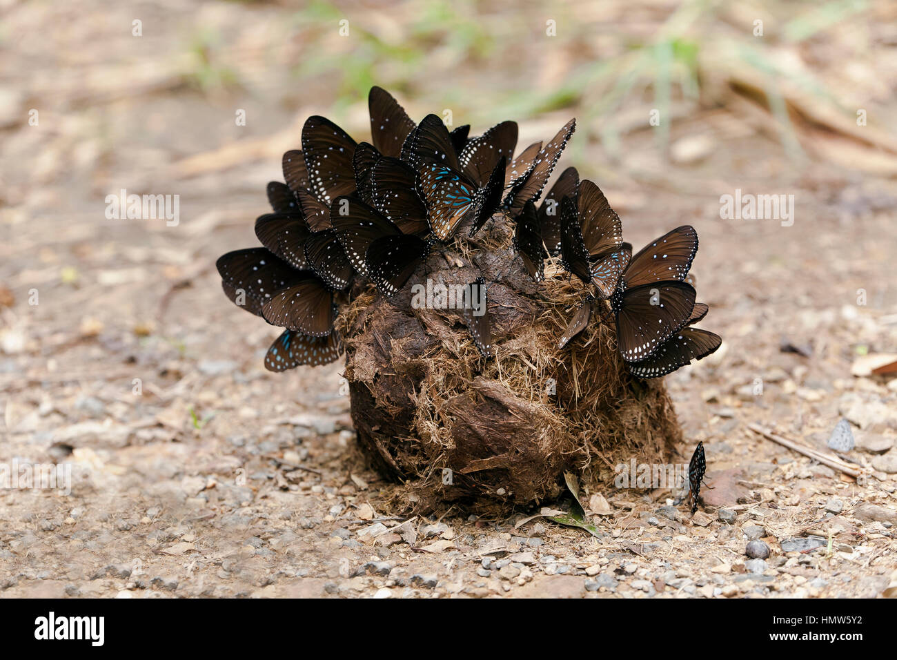 Tiger dung hi-res stock photography and images - Alamy