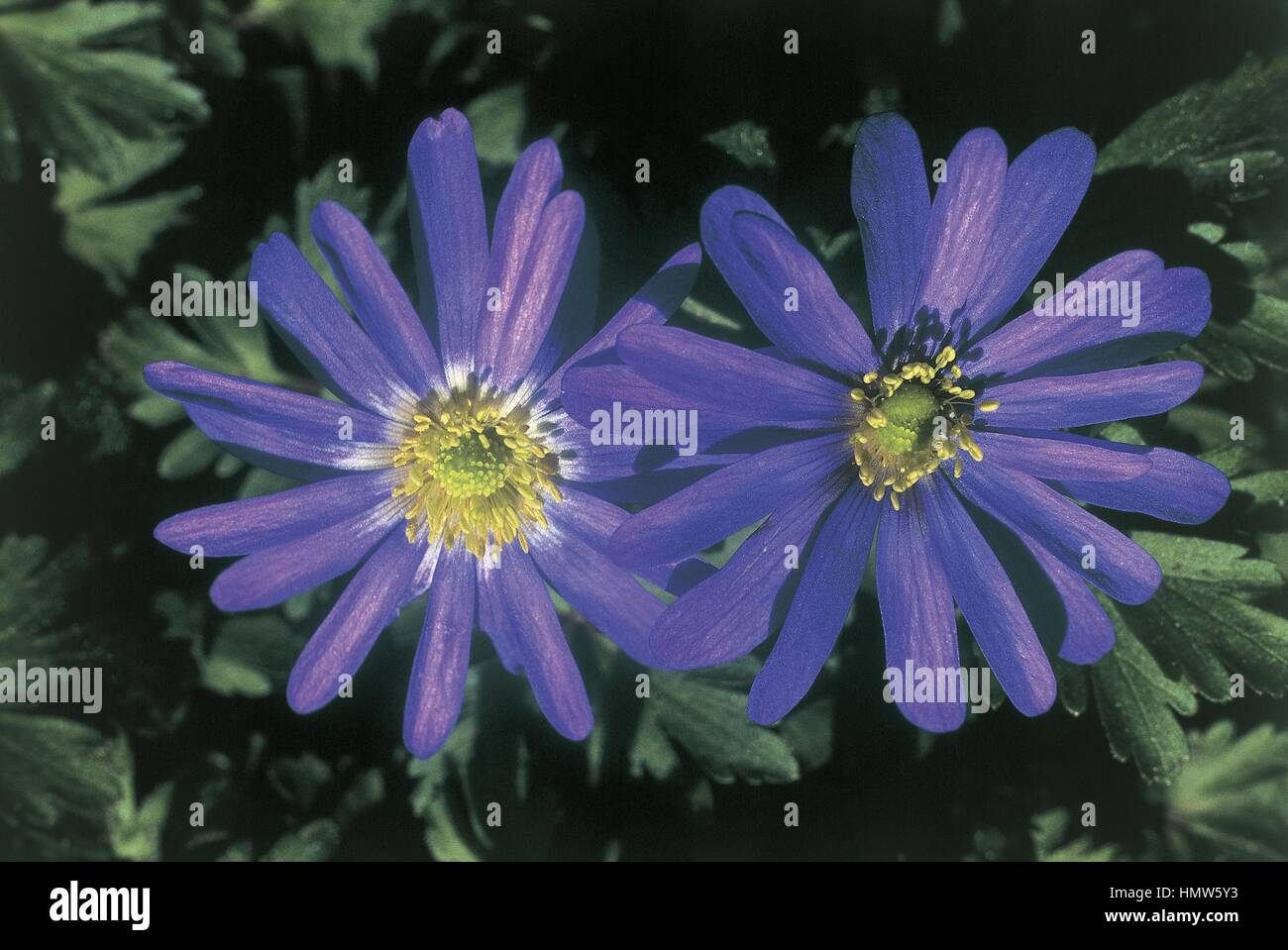 Botany - Ranunculaceae. Greek thimbleweed (Anemone blanda Stock Photo ...