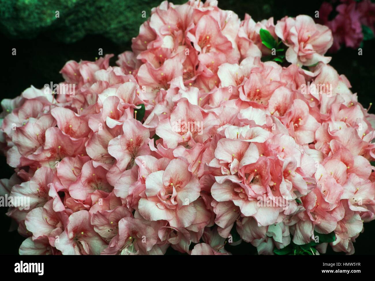 Azalea rhododendron simsii rosali hi-res stock photography and images ...