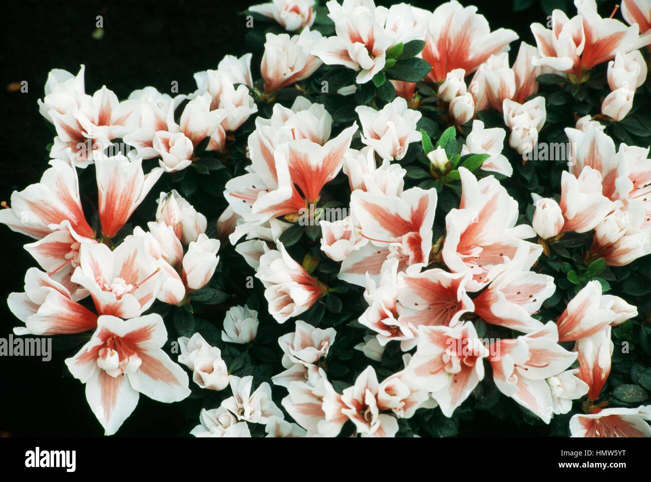 Azalea (Rhododendron simsii Star Light), Ericaceae Stock Photo - Alamy