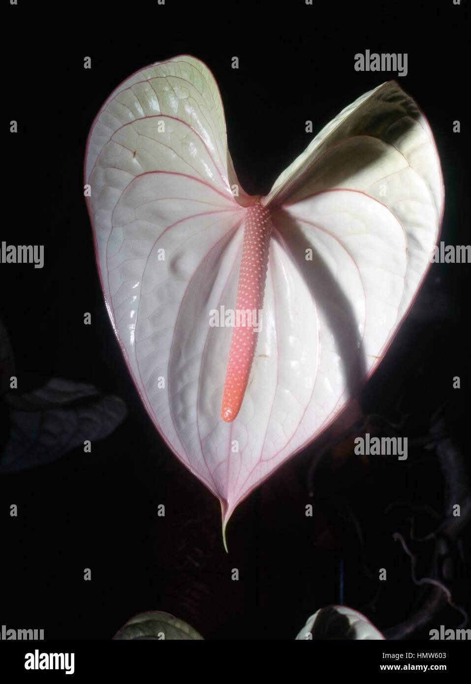 Anthurium scorpion hi-res stock photography and images - Alamy
