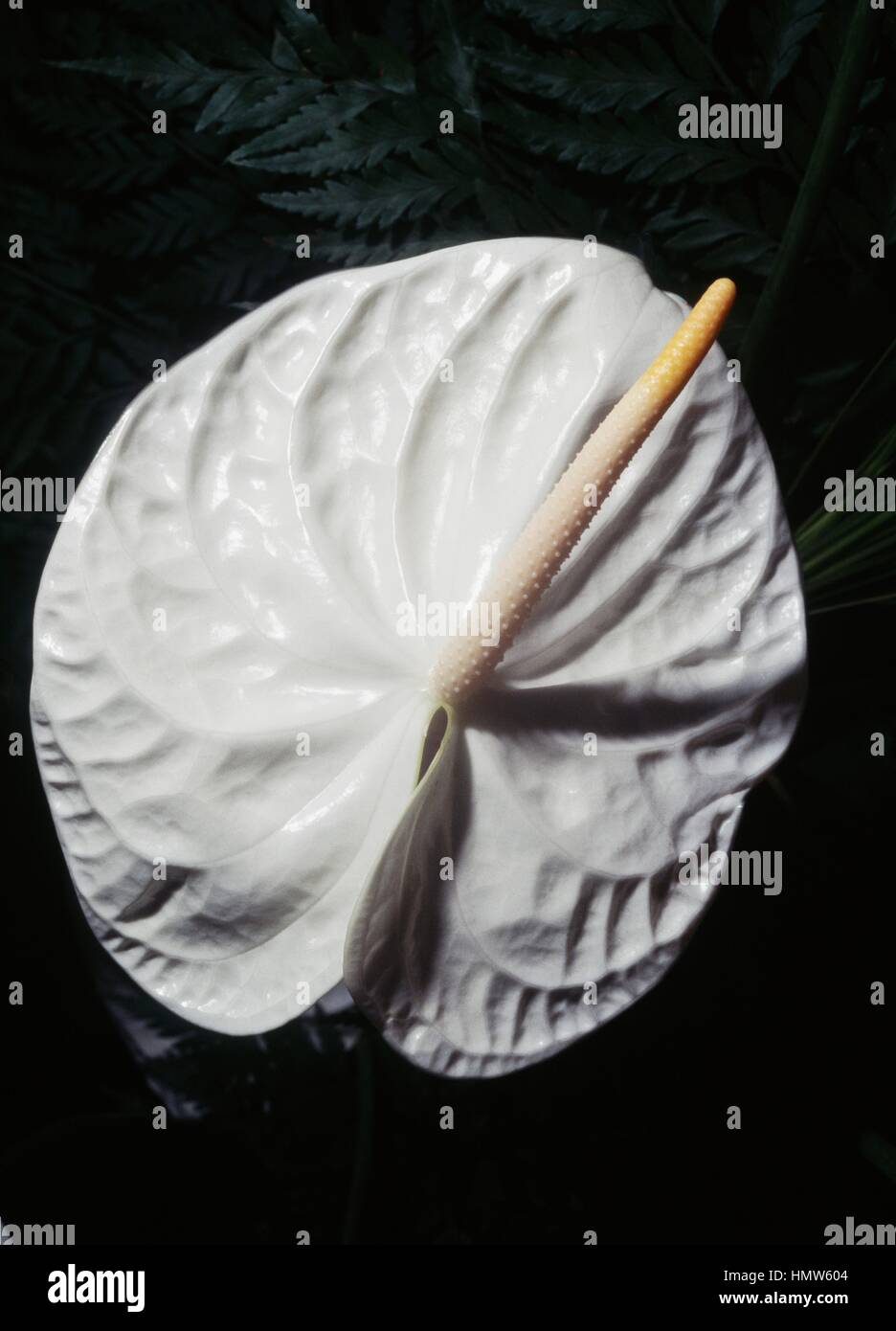 White Anthurium (Anthurium Acropolis), Araceae Stock Photo - Alamy