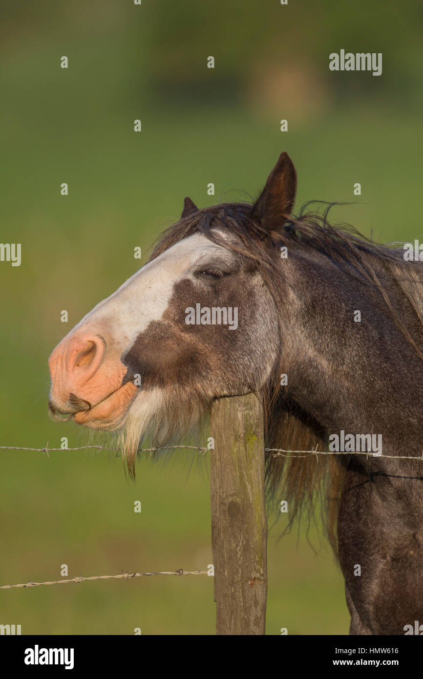 Horse resting its head on a fence post, Suffolk, England, United ...