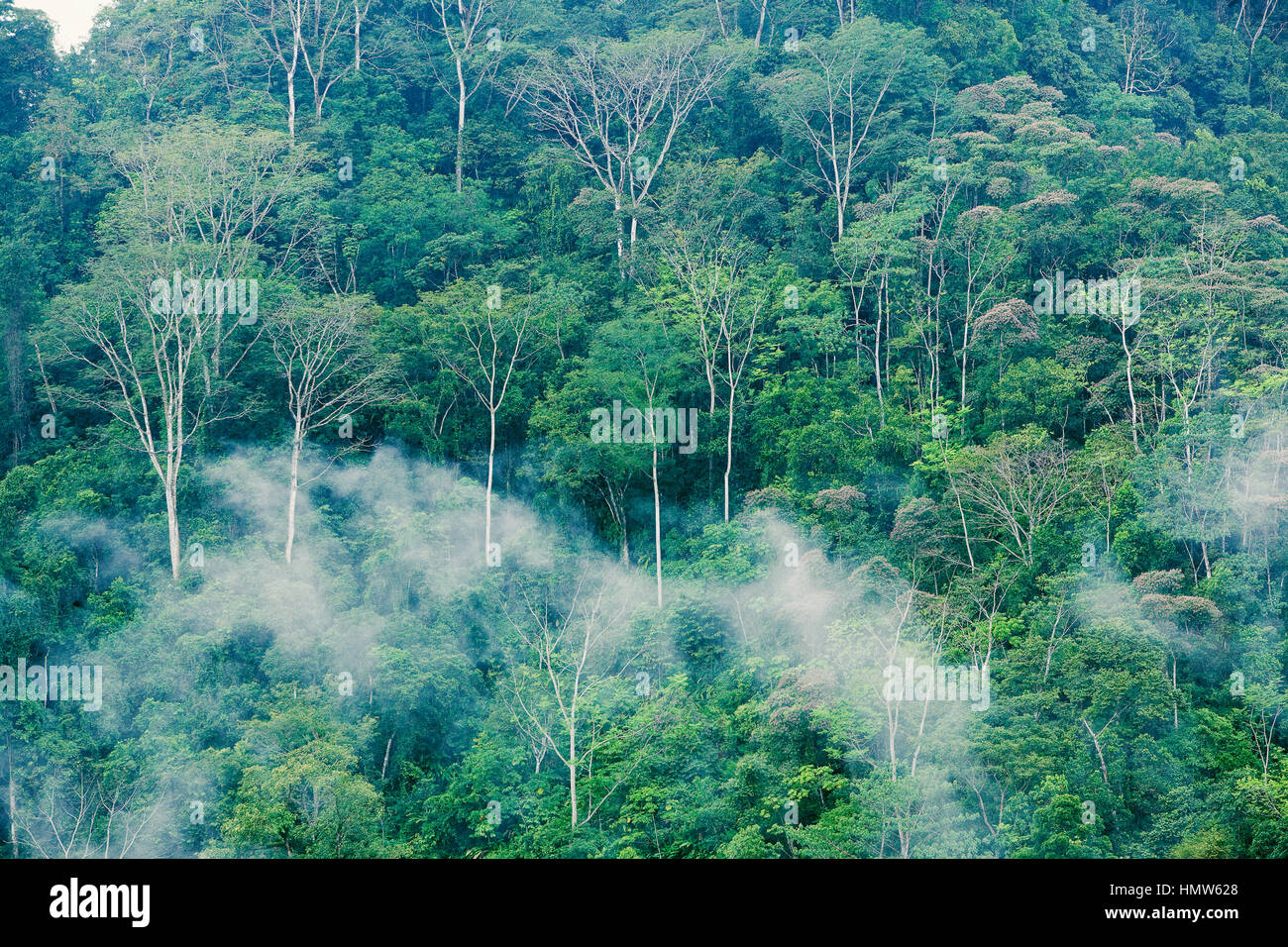 Rain Forest with fog, Corcovado National Park, Costa Rica Stock Photo ...