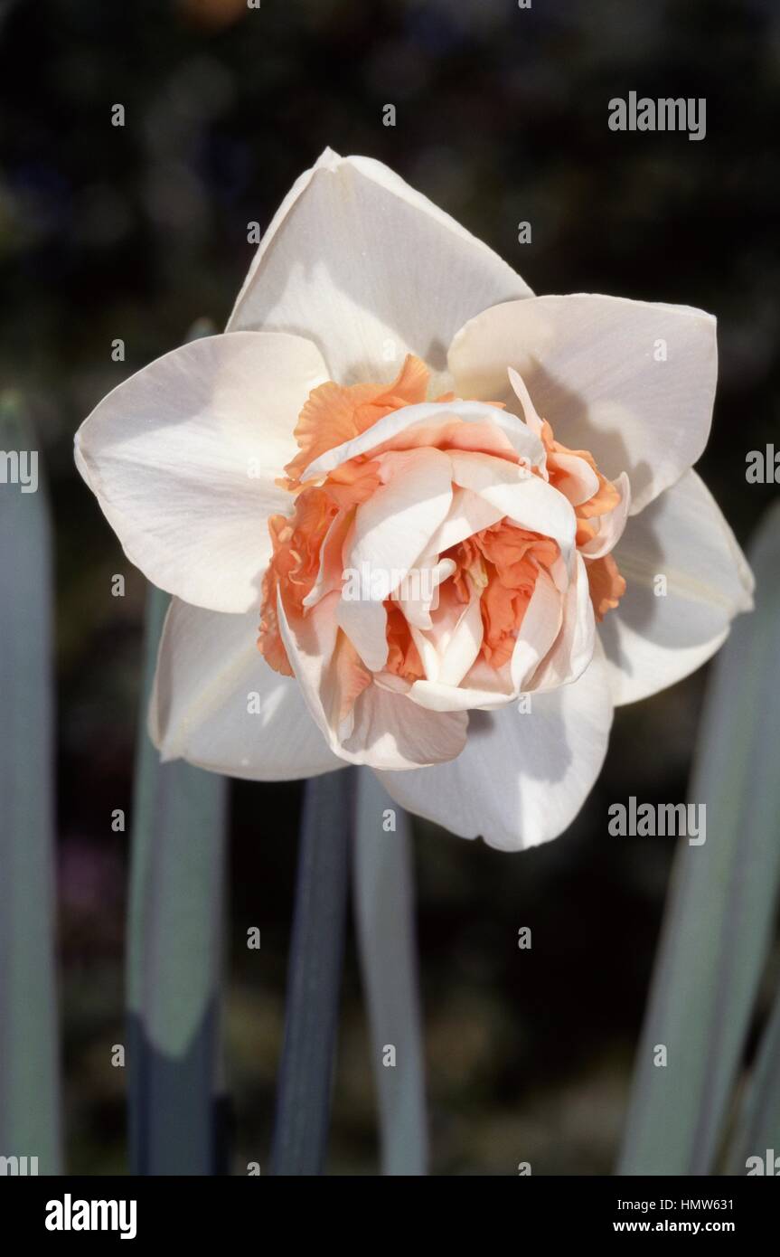 Paradise symbolism hi-res stock photography and images - Alamy