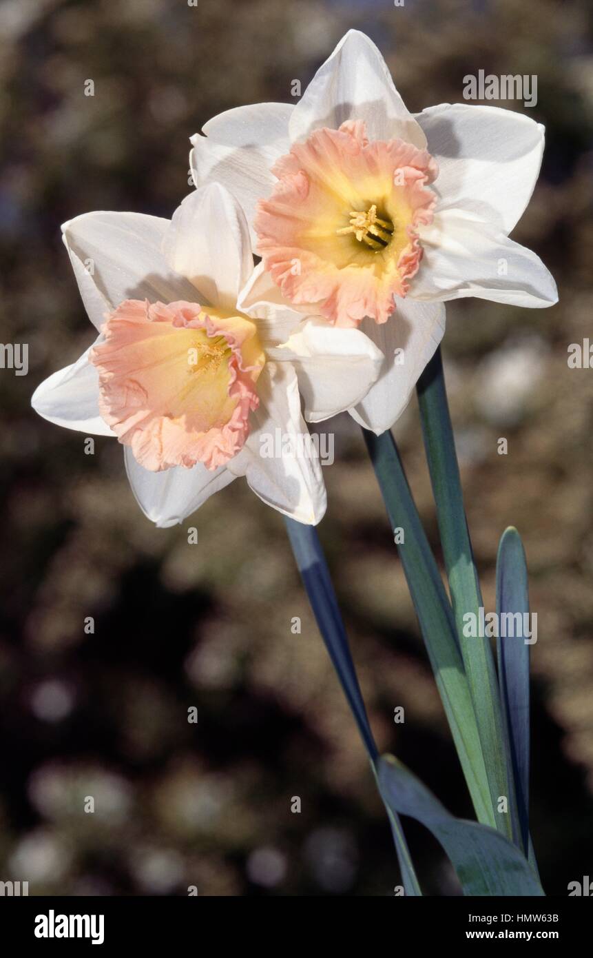 Narcissus bay hi-res stock photography and images - Alamy