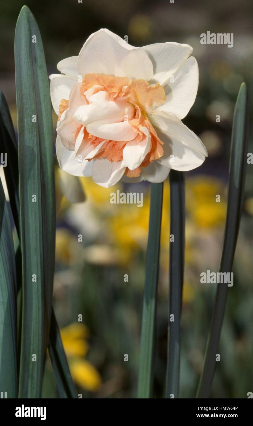 Narcissus or daffodil (Narcissus Pink Paradise), Amaryllidaceae Stock ...