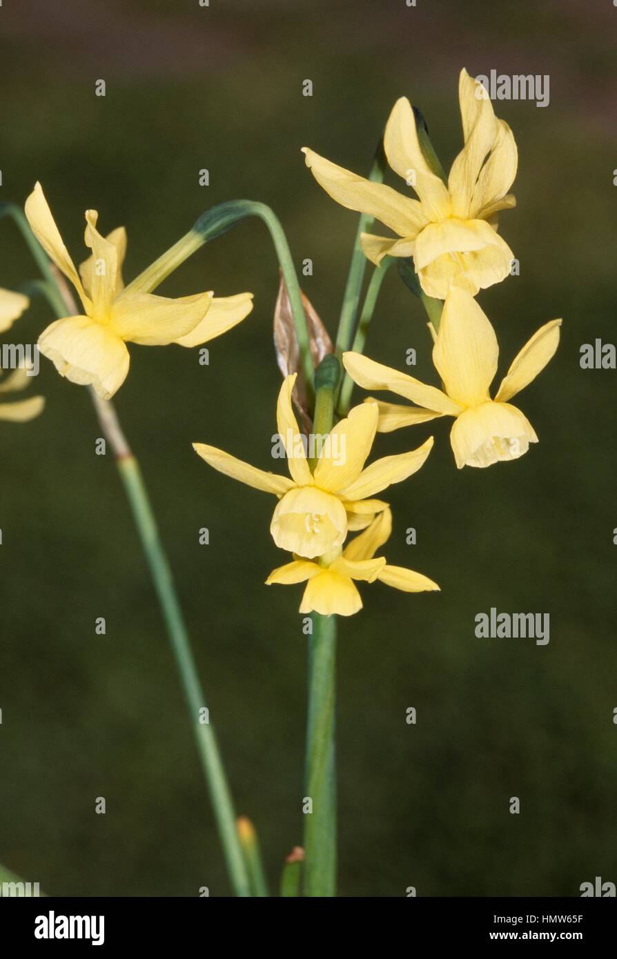 Havera hi-res stock photography and images - Alamy
