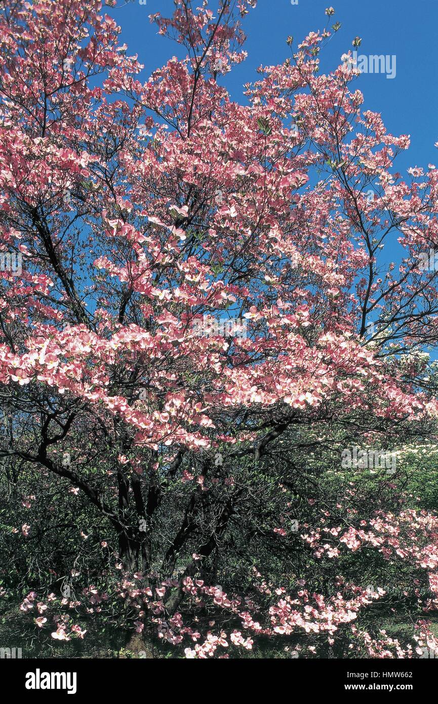 Botany - Trees - Cornaceae. 'Cherokee Chief' Flowering dogwood (Cornus ...