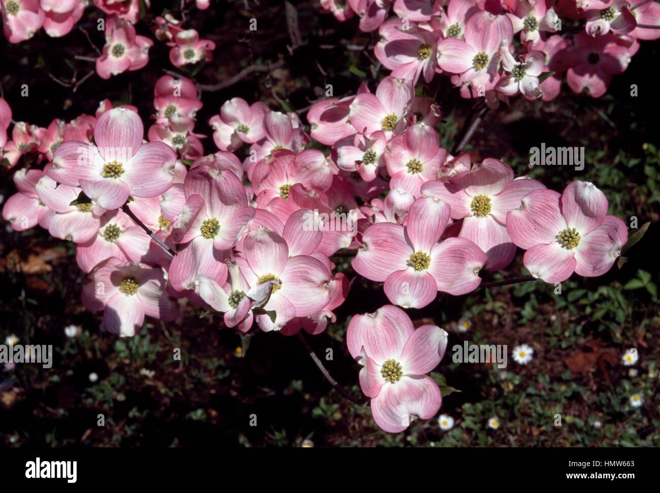 Cherokee chief hi-res stock photography and images - Alamy