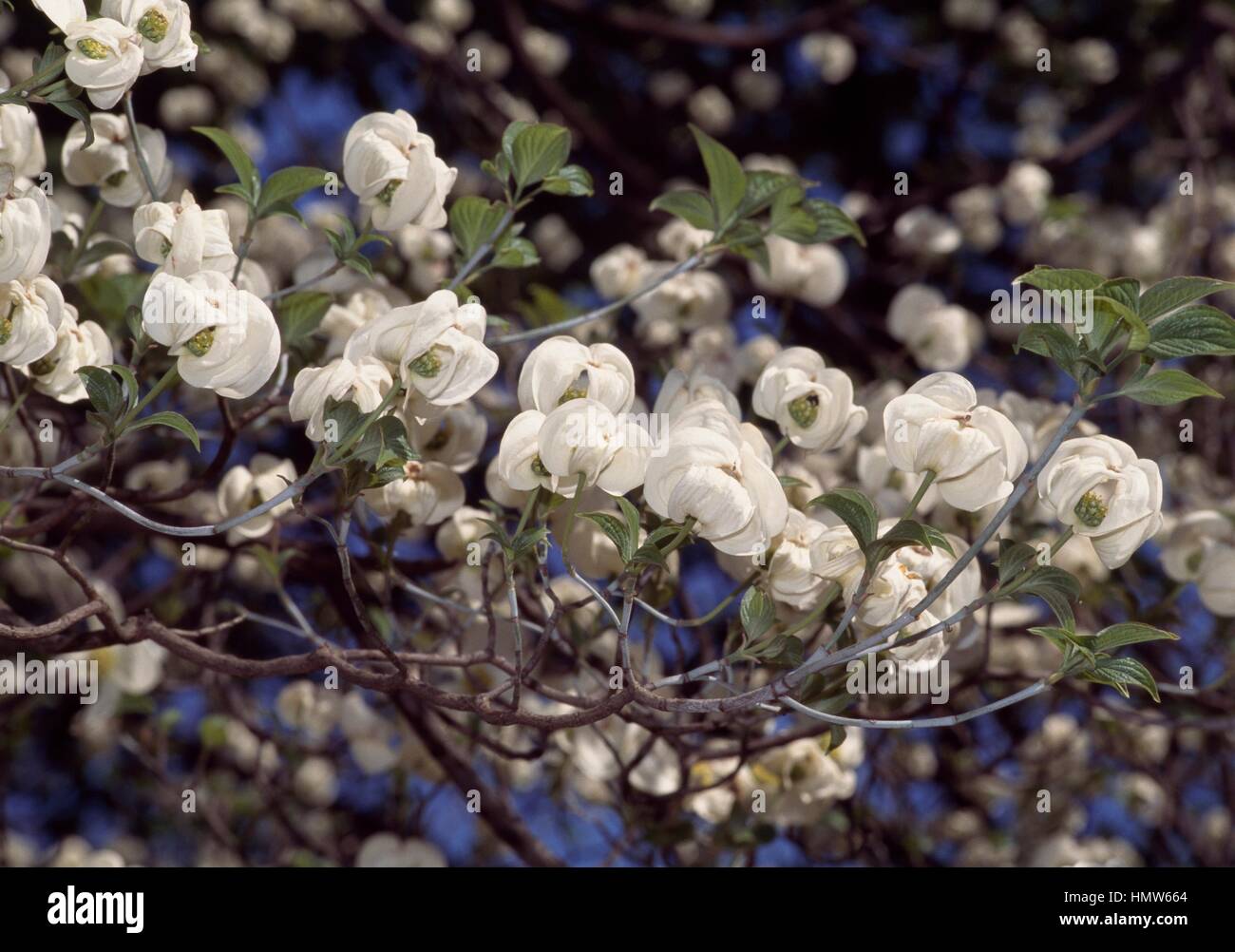 Flowering branch of Flowering dogwood (Cornus florida Cherokee Princess ...
