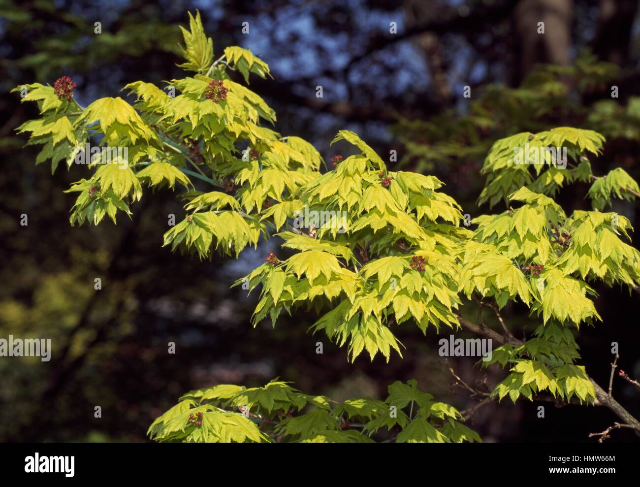 Golden Full Moon Maple branch (Acer japonicum Aureum), Aceraceae ...