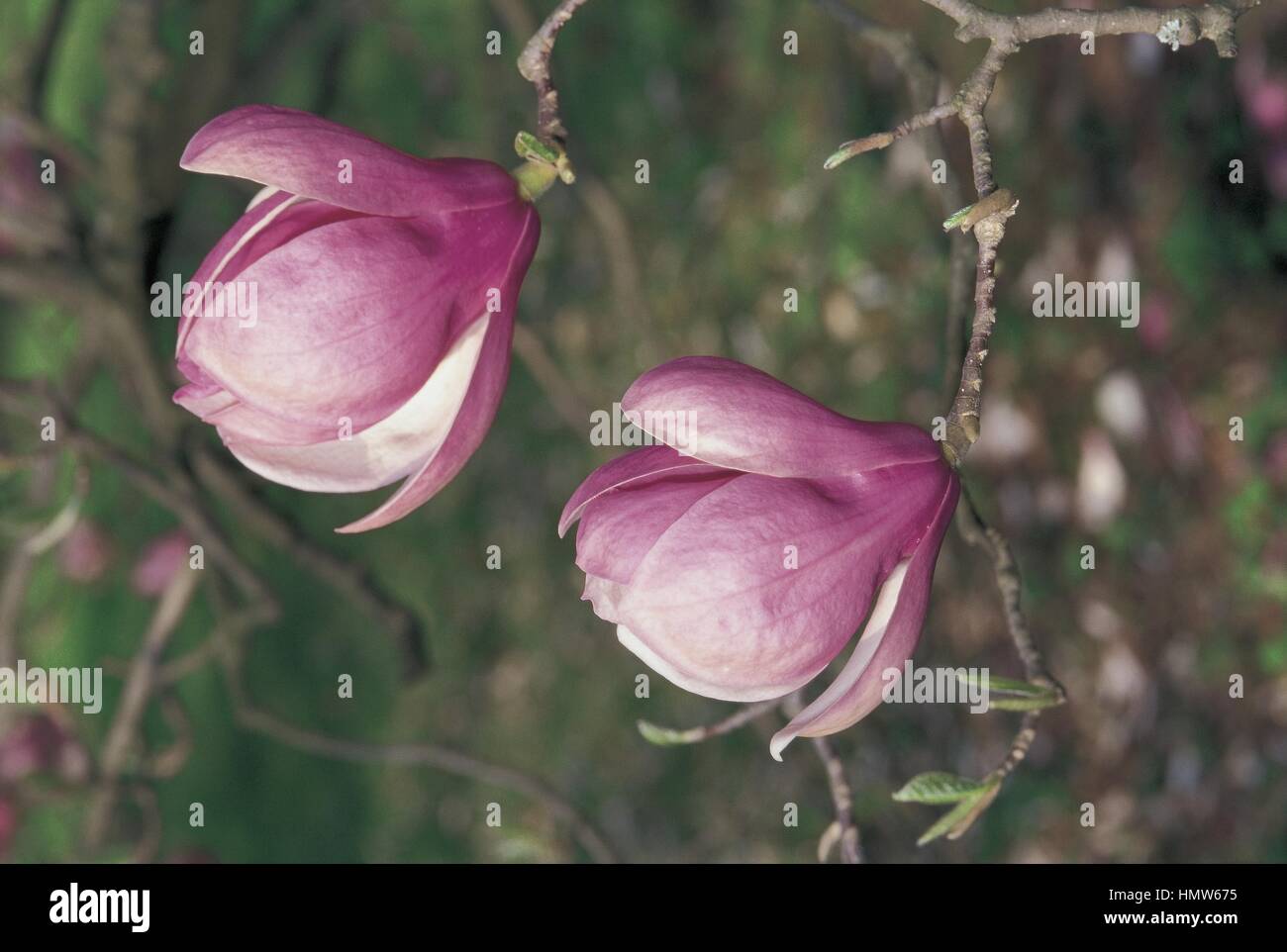 Botany - Trees - Magnoliaceae. Chinese magnolia (Magnolia ?soulangiana ...