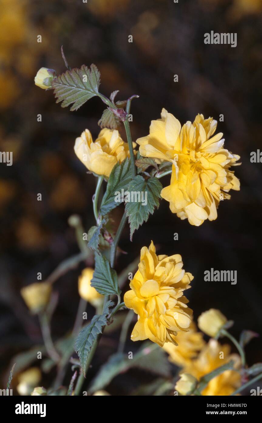 Japanese Kerria (Kerria japonica), Rosaceae Stock Photo - Alamy