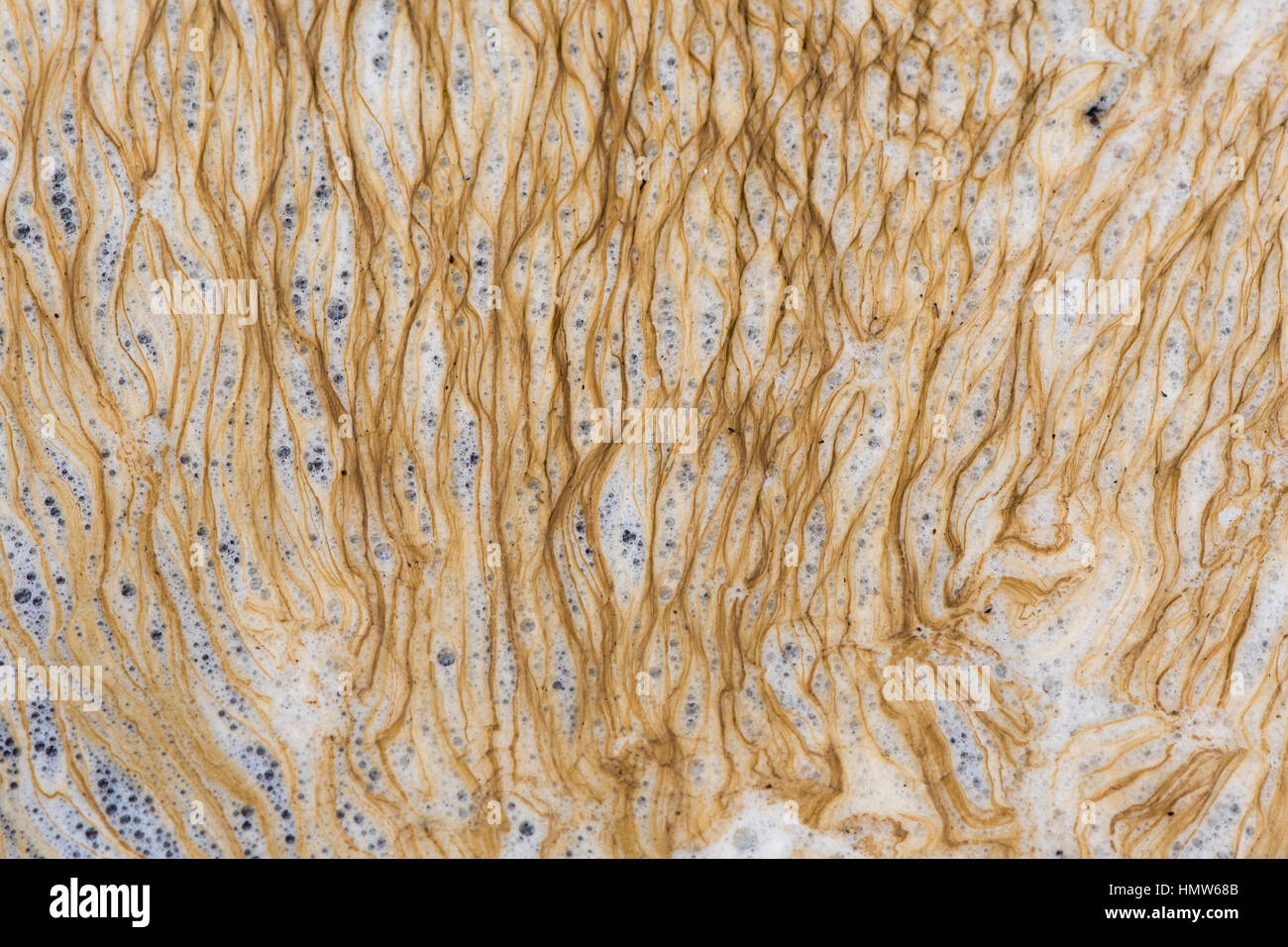 Organic scum forming dirty foam on surface of river water, near shore ...