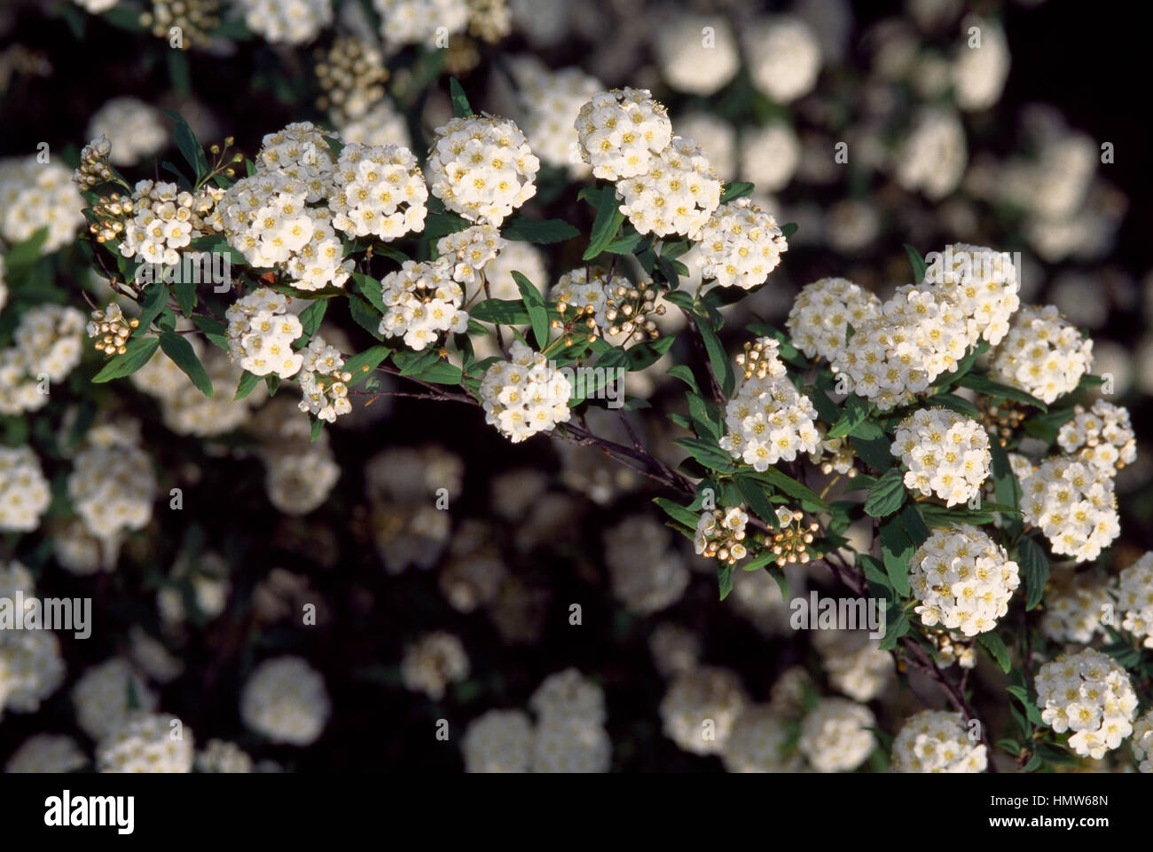 Spiraea sp hi-res stock photography and images - Alamy