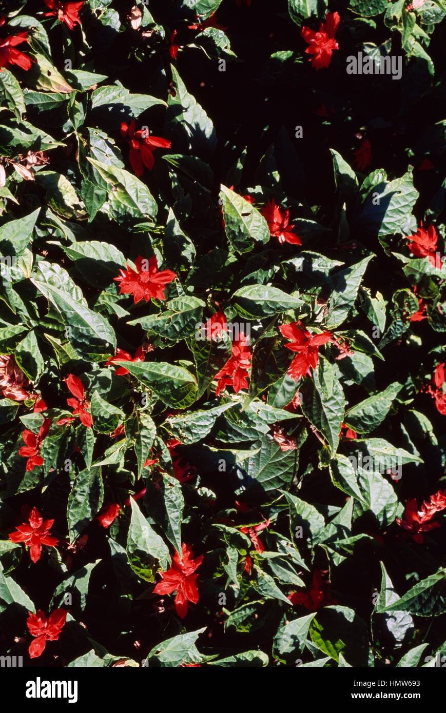 Scarlet Sage in bloom (Salvia splendens Salsa Scarlet), Lamiaceae Stock ...