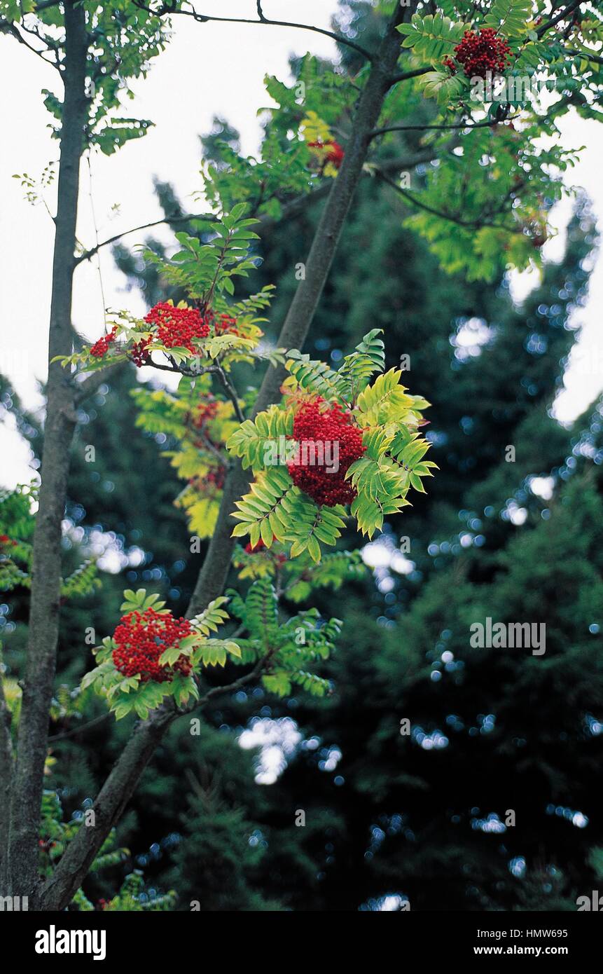 Sorbus commixta hi-res stock photography and images - Alamy
