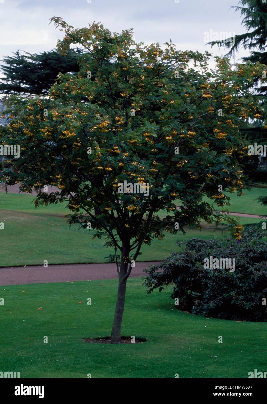 Sorbus joseph rock hi-res stock photography and images - Alamy