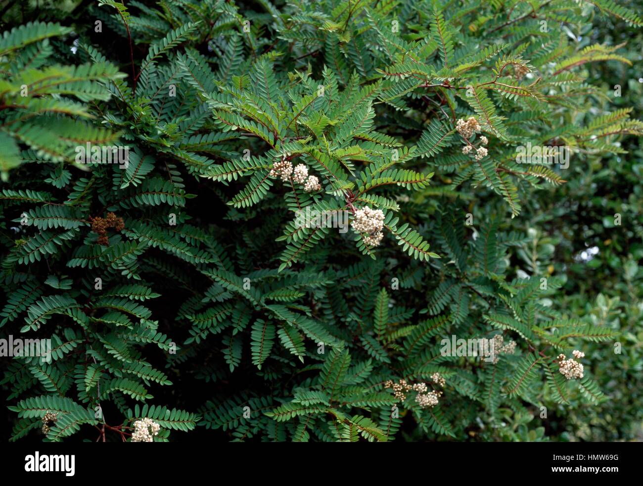 Sorbus vilmorinii hi-res stock photography and images - Alamy