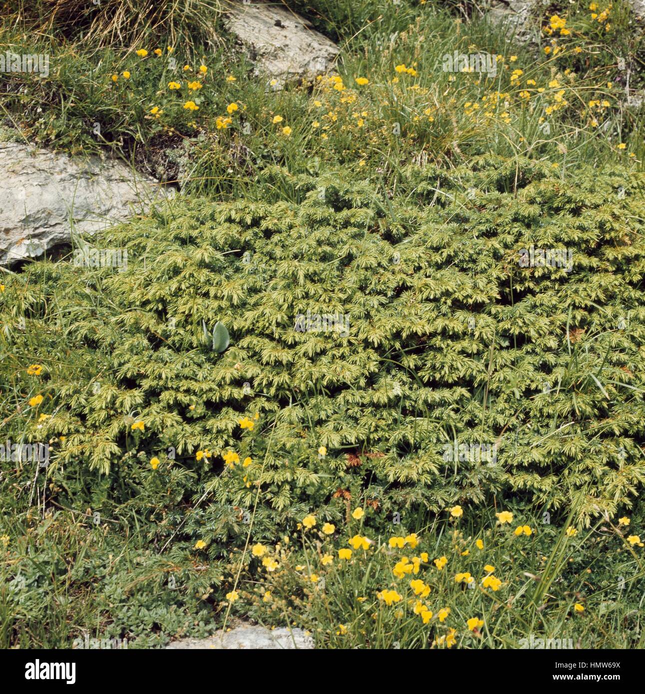 Savin Juniper (Juniperus sabina), Cupressaceae Stock Photo - Alamy
