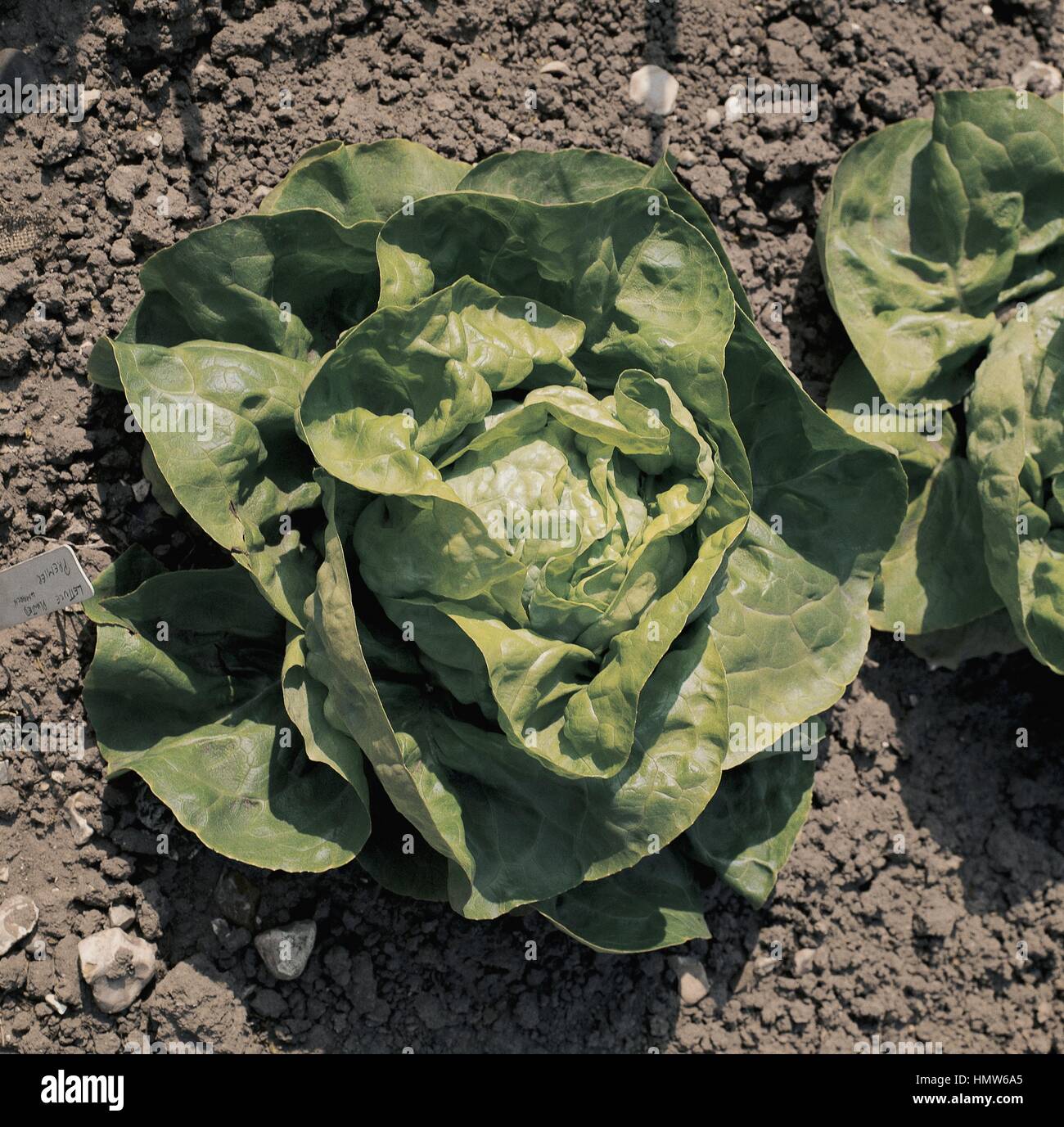 Botany - Asteraceae. Garden lettuce (Lactuca sativa Stock Photo - Alamy