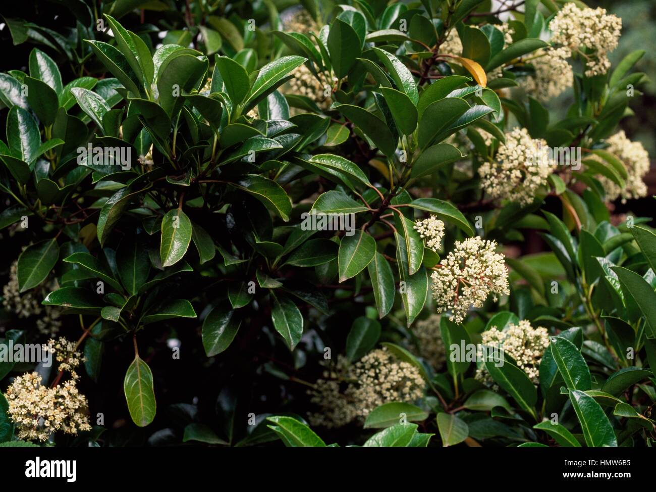 Cherry laurel leaves and flowers (Prunus laurocerasus), Rosaceae Stock ...