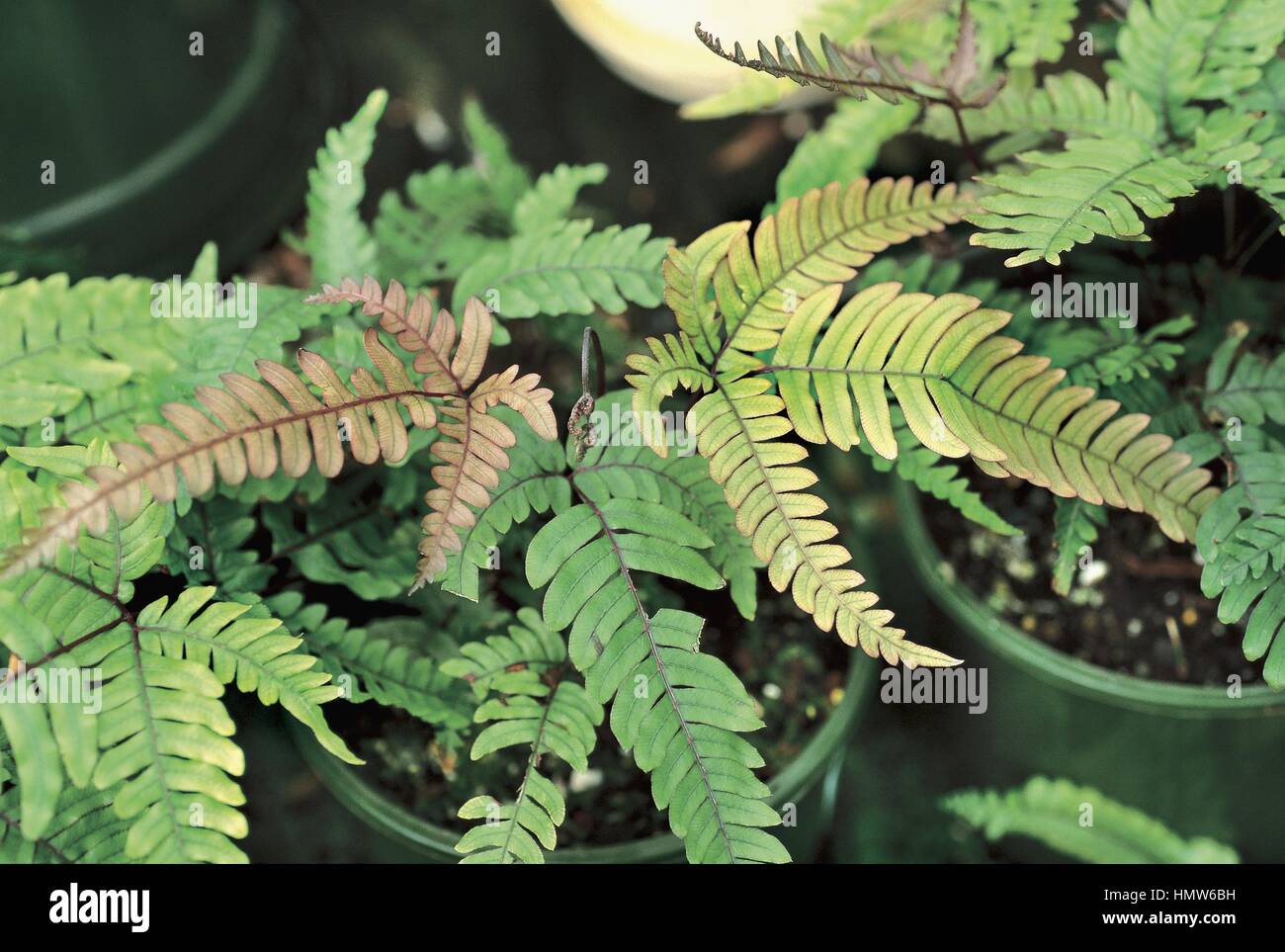 Botany - Pteridaceae. Pteris tricolor Stock Photo - Alamy