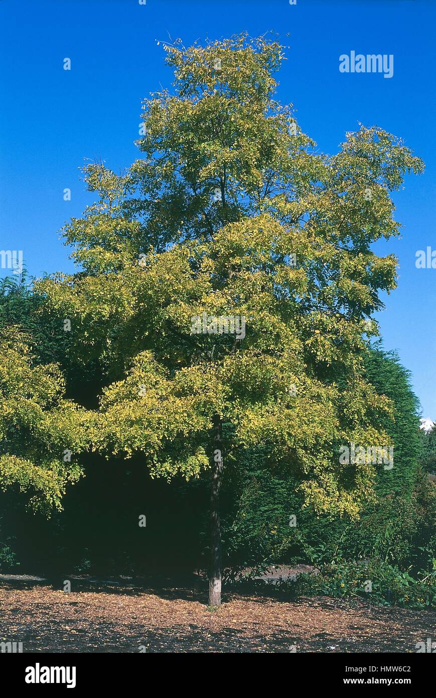 Acacia (Robinia pseudoacacia Frisia), Fabaceae-Leguminosae Stock Photo ... Acacia (Robinia pseudoacacia Frisia), Fabaceae-Leguminosae Stock Photo ...