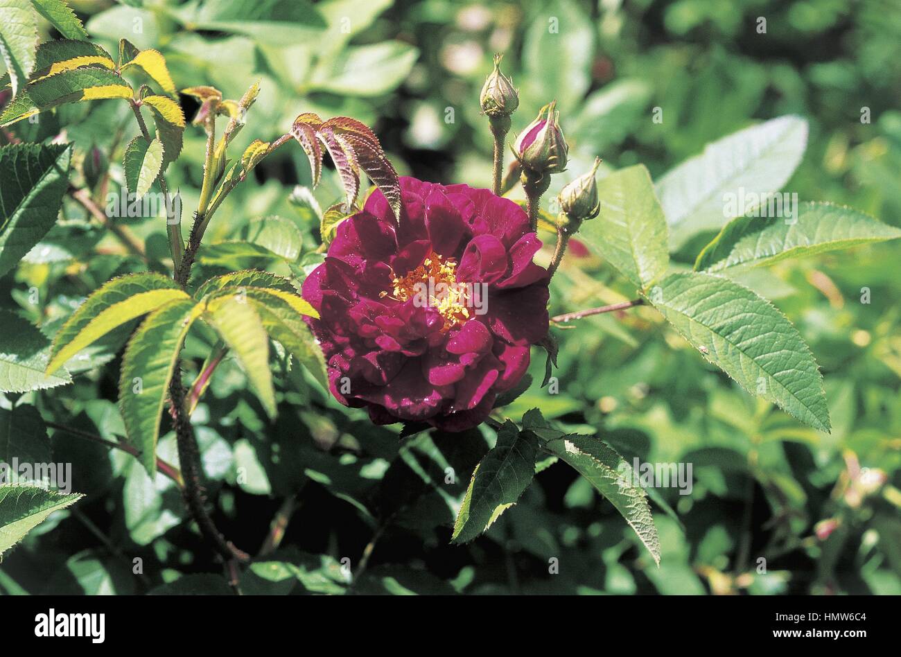 Botany - Rosaceae. French rose (Rosa gallica 'officinalis' Stock Photo ...