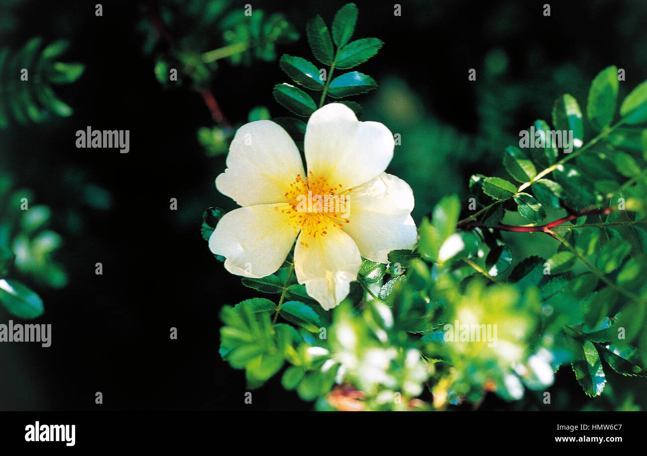 Incense rose (Rosa primula), Rosaceae Stock Photo - Alamy