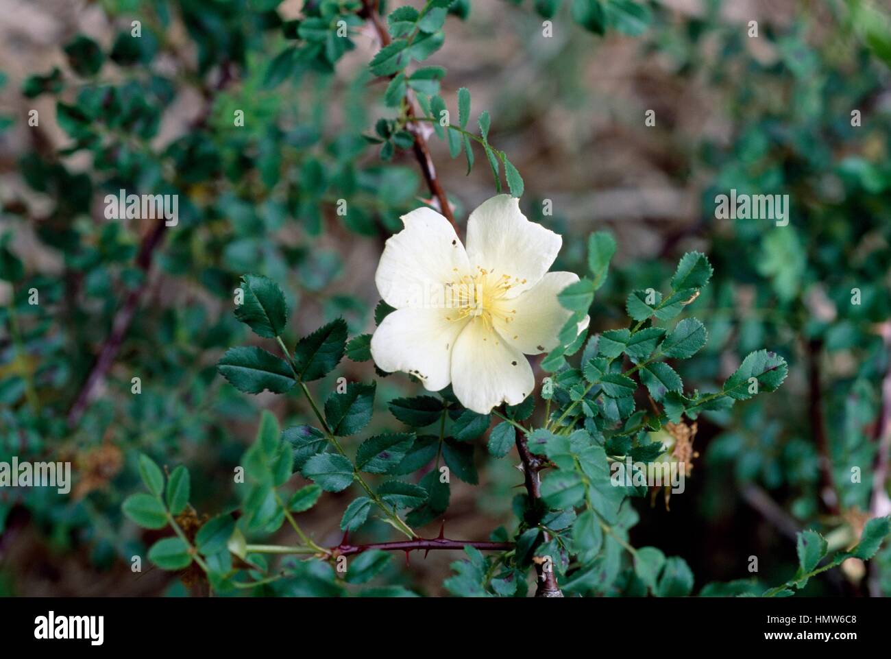 Incense rose (Rosa primula), Rosaceae Stock Photo - Alamy