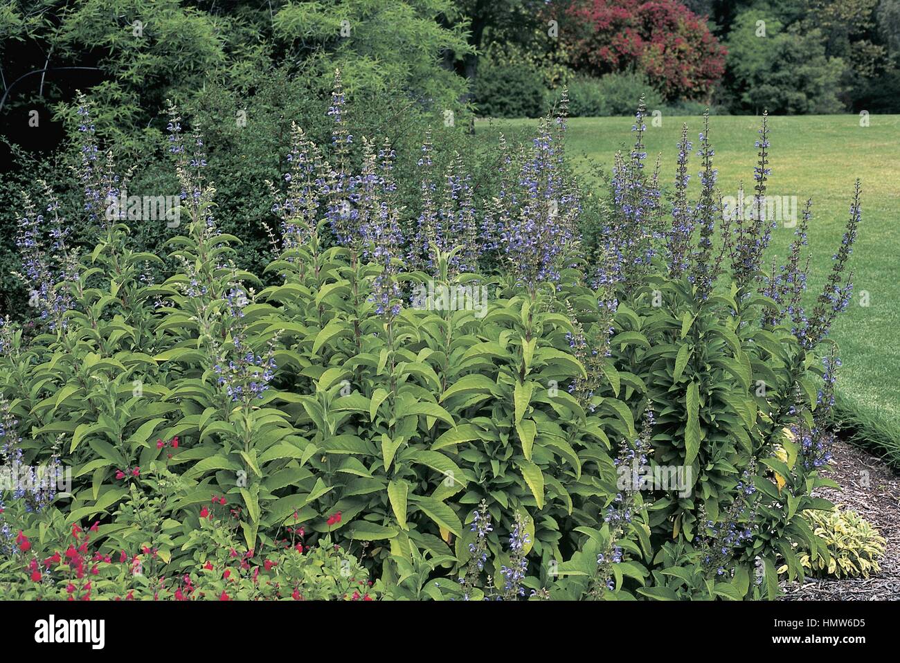 Botany - Lamiaceae. Pale sage (Salvia pallida Stock Photo - Alamy