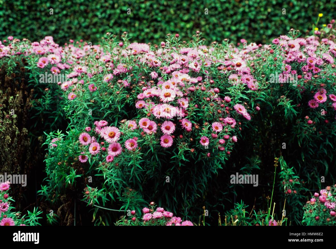 New England Aster (Aster novae-angliae Barr's Pink), Asteraceae Stock ...