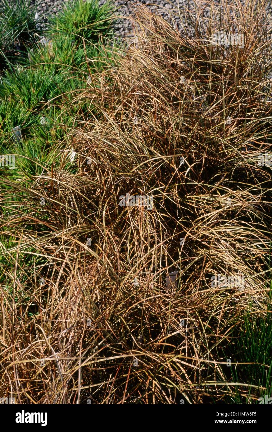 Fraser's sedge (Carex fraseri), Cyperaceae Stock Photo - Alamy