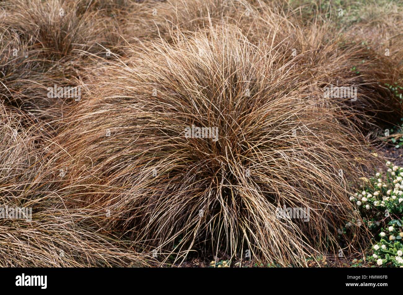 Weeping brown sedge (Carex flagellifera), Cyperaceae Stock Photo - Alamy
