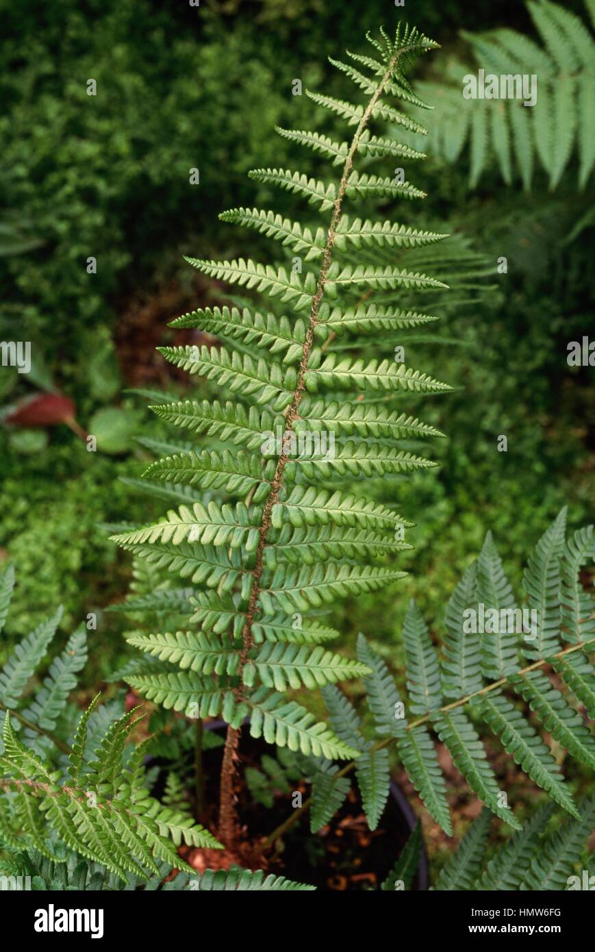 Male Fern (Dryopteris filix-mas), Dryopteridaceae Stock Photo - Alamy
