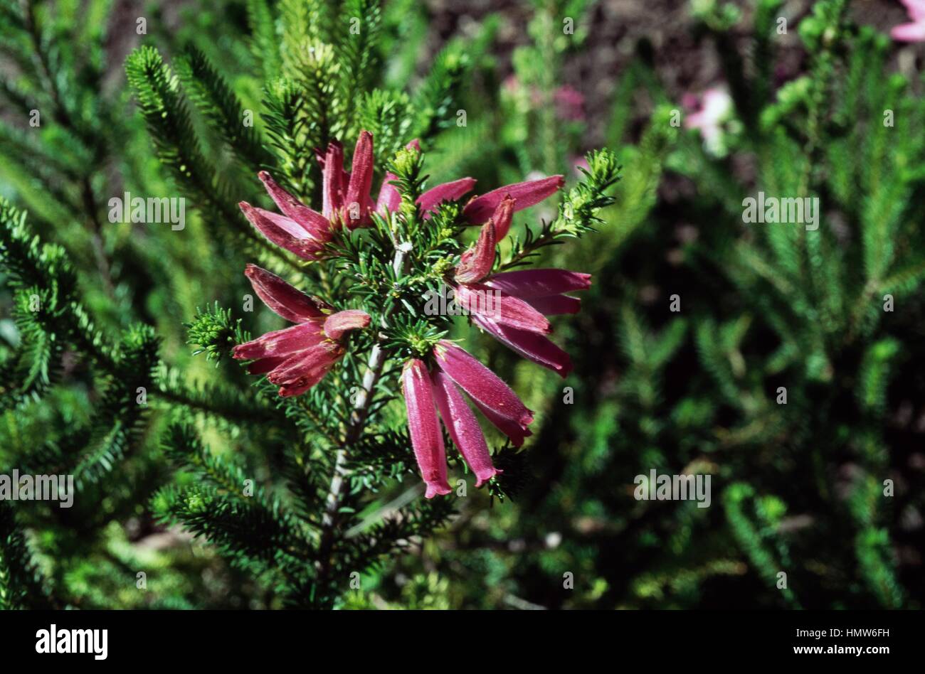 Erica blanda, Ericaceae Stock Photo - Alamy