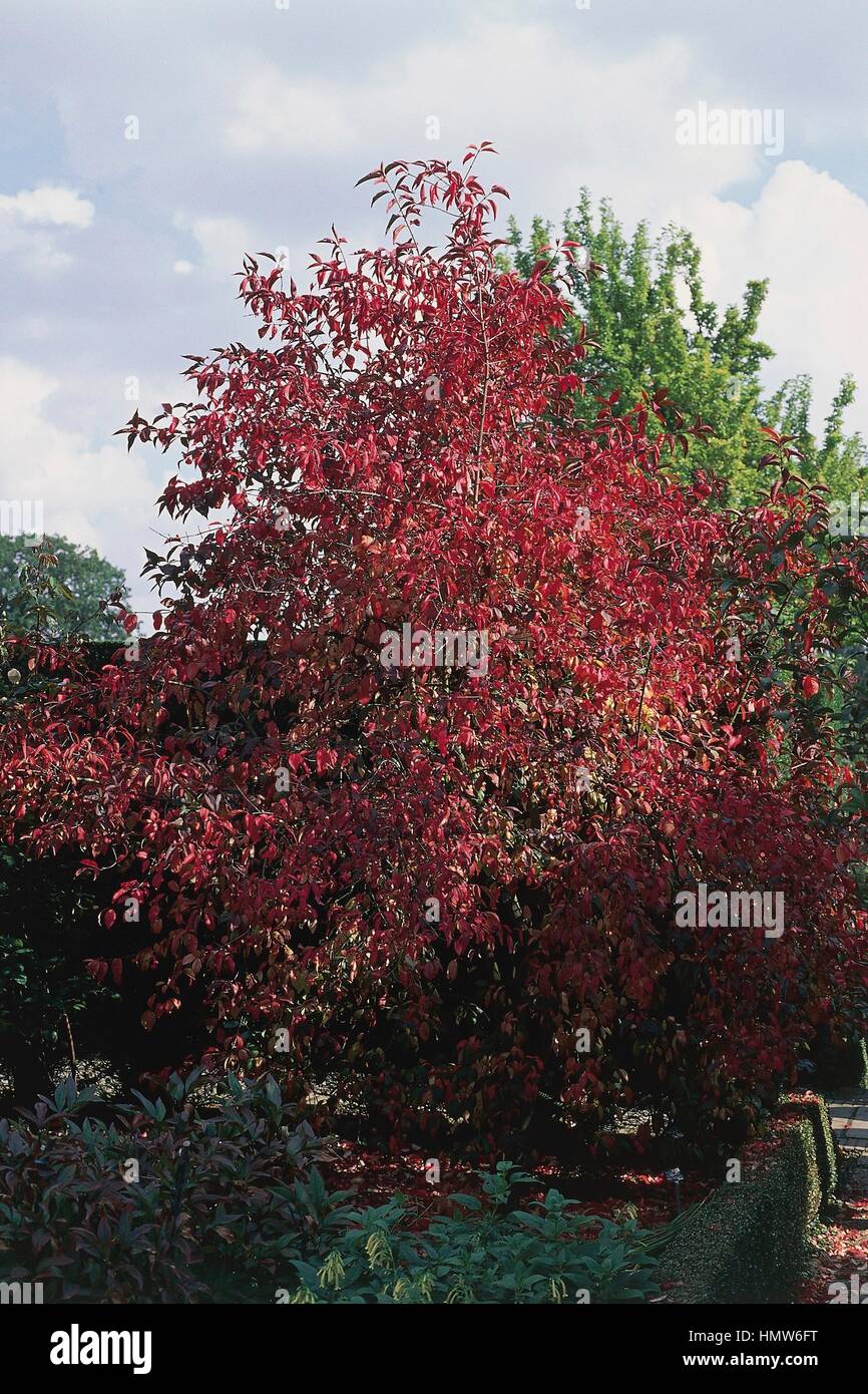 Euonymus Europaeus Red Cascade Stock Photos & Euonymus Europaeus Red ...