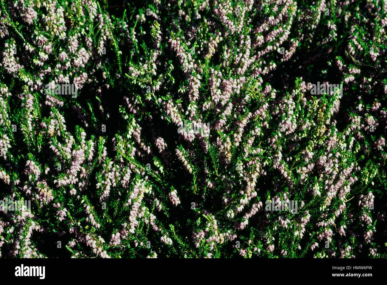 Erica x darleyensis, Ericaceae Stock Photo - Alamy