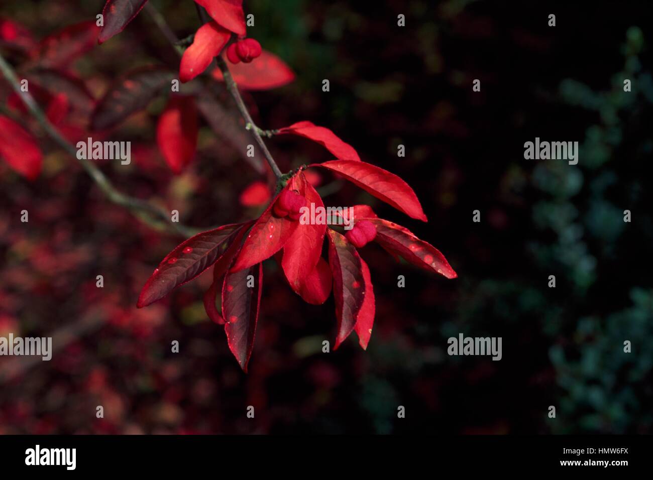 Spindle tree branch (Euonymus europaeus Red Cascade), Celastraceae ...
